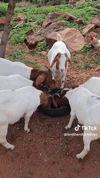 Engaging with Boer Goats on Brothers Farm