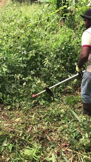 Grass Cutting Made Easy | Beginner Brush Cutter Tips 💚