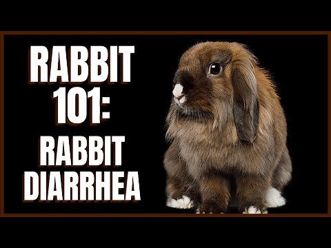 Rabbit 101: Rabbit Diarrhea
