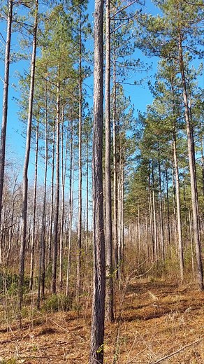 chavez juarez on TikTok