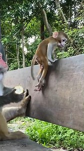 21K views · 212 reactions | Sad life of paralyzed little monkey | Monkey Cambodia | Facebook
