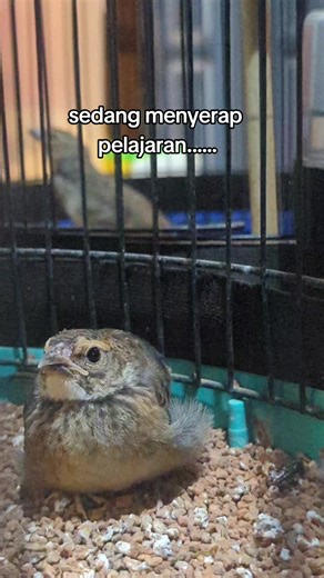 ready trotolan branjangan java.. umur 1-2 bulan..sudah DNA #babehenbirdfarm #branjanganjavanica