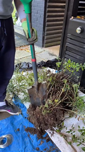 13K views · 56 reactions | Make FREE Plants… This is how easy it is...