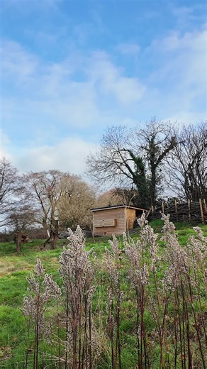 Creating a Bird-Friendly Landscape for Natural Habitat