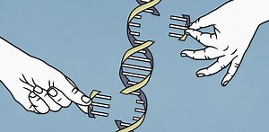 Les scientifiques ont complété le casse-tête du génome humain