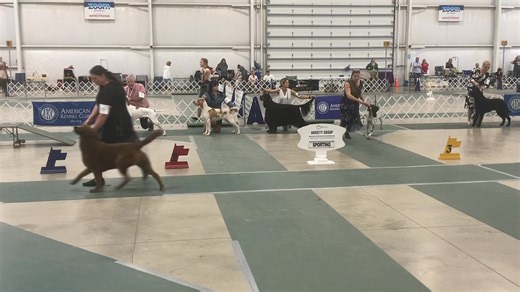Canfield Day 4 Sporting Group Final. #caninechronicle #caninechronicletv #tabletalklive #TableTalk | The Canine Chronicle