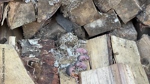 Baby mice without fur. An adult mouse crawls out of the hole and takes one mouse. Newborn mice. Macro. Pets, 4K