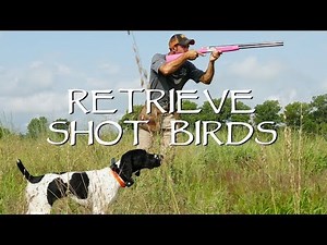 Retrieving Shot Birds - Upland Bird Dog Training