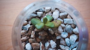 UCSC Apartment Tour 2019