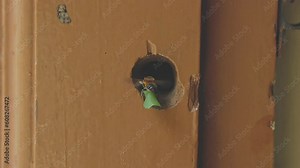 A leafcutter bee is carrying a cut leaf to build its nest during the winter