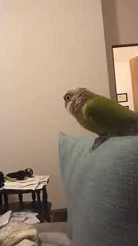 Green cheek conure screaming