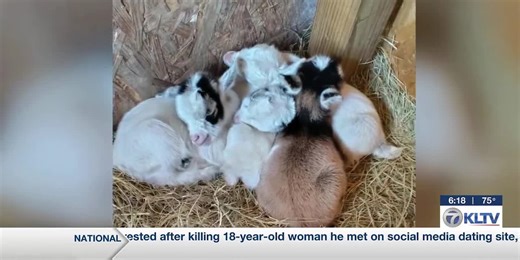 ‘Still in shock’: Goat surprises Smith County family with birth of 4 kids