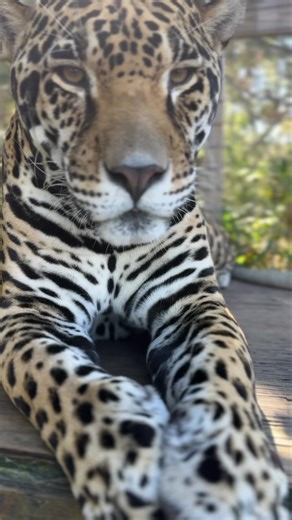 18K views · 1.2K reactions | Come see Tank Binta & all the amazing animals of SV!!! Book a tour for this weekend at singlevisioninc.org 女❤️ | Single Vision, Inc. | Facebook