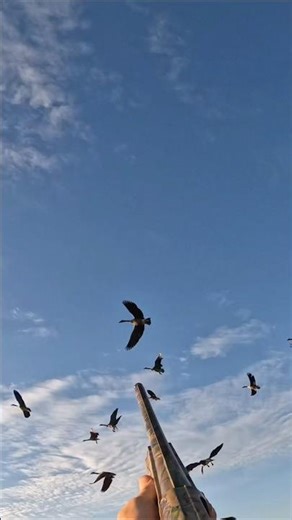 Up close goose hunting #outdoors #hunting #goosehuntimg #wildlife