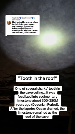 Shark Tooth Discovery: A Fossil from the Devonian Period