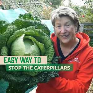 Guarding Brassica Naturally: Chemical-Free Pest Control Methods | Harvest Heroes