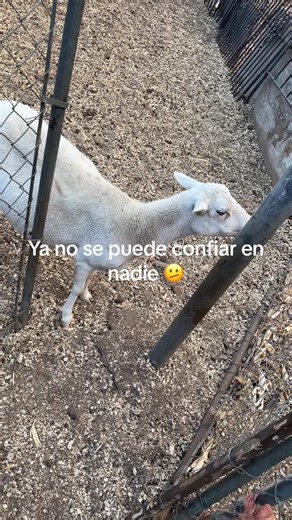 Goats in Outdoor Pen: A Peaceful Scene