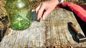 Wax moth larvae. During growth, wax moth larvae feed on wax, as a result of which wax combs are destroyed.