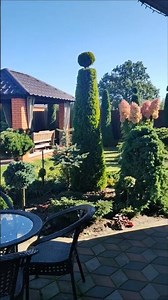 best hydrangeas in the world #hydrangea#hortensia#гортензія#гортензия#garden#flowers#сад#paniculata