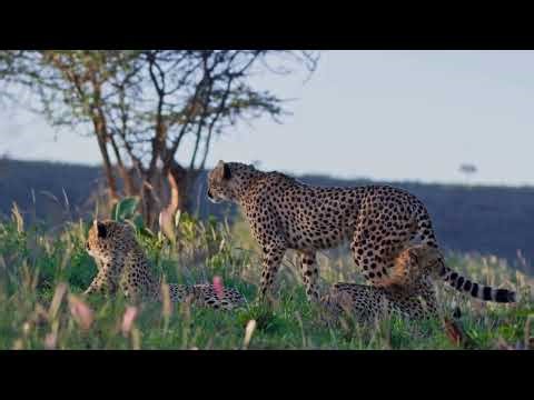 African Leopard Expedition | Into the Heart of the Wild | 4K UHD