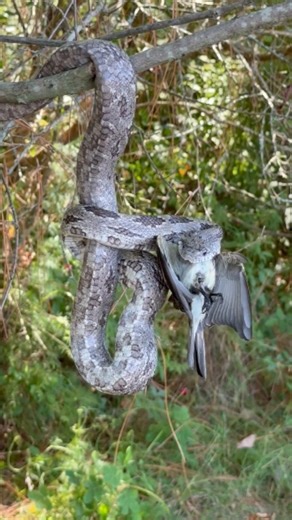 Nature Is Metal on Instagram: "Branch Manager 📽 by @logan_baker13 Gray rat snake in the process of downing what looks like a mocking bird The gray ratsnake (Pantherophis spiloides) is a non-venomous constrictor living in the eastern and central United States. These adaptable snakes thrive in many places, like forests, prairies, shrubby fields, and open areas. They're amazing climbers, often hunting for food high up in trees. Their main diet includes small mammals like mice and voles, as well as