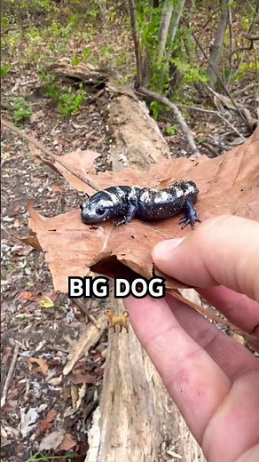 Catching salamanders #wildlife #nature #animal