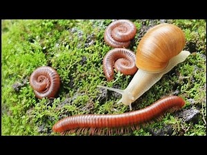 Millipede and Snails Slow Travelers of the forest ​#Millipede ​#Insects #Bugs