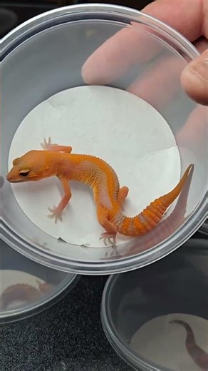 Rare Leopard Gecko Morphs! 🦎🔥Genéticas de Lujo: Geckos Leopardo