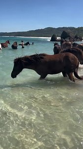 1.6M views · 50K reactions | Des chevaux en liberté heureux de se baigner dans les eaux turquoises d'une plage de sable blanc en Indonésie ! 覆 | Nature & Santé avec Patricia | Facebook