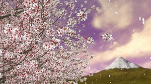 Close-up of sakura cherry tree in full blossom and flower petals falling in slow motion against Mt Fuji and scenic sunrise sky on a background. Spring season 3D animation rendered in 4K