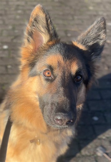 Session with Gigi to help her feel more comfortable around dogs. She isn’t very social with dogs simply because she doesn’t know how to be so her default is to explode at dogs to create distance to keep herself safe. Right now I’m just looking for her to remain under threshold and be less worried about the dogs around her, I’m also encouraging curiosity to help build her confidence towards other dogs before we allow interactions. She’s such a clever girl 🤍 #germanshepherd #gsd #dogreactivity #d