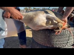 How To Slaughter and Skin The Sheep Part 1