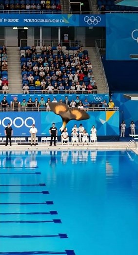 Olympic African Jacana Diving Platform 20m Pool Scene