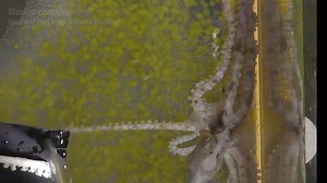 593K views · 1.3K reactions | The human brain can bring rubber to...