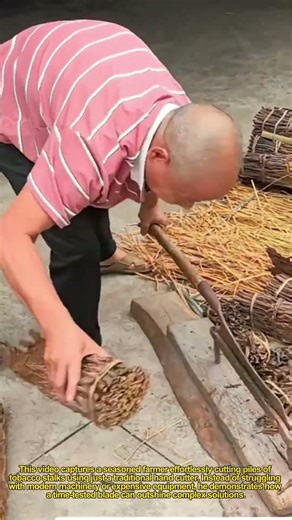Old Farmer’s Clever Trick to Cut Tobacco Stalks Fast! 🌾↓
