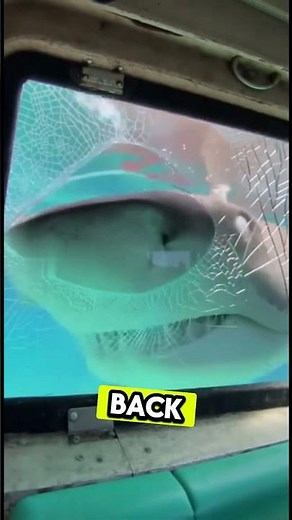 SHARK Just SHATTERED Our Window! 🤯 Run For Your Lives! 🦈 #shorts #viral #animals