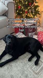 #funnydogs #dogs #cutedogs #labrador | Theblacklabradorpoppy