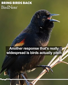 54 reactions · 19 shares | The way birds communicate is changing due...