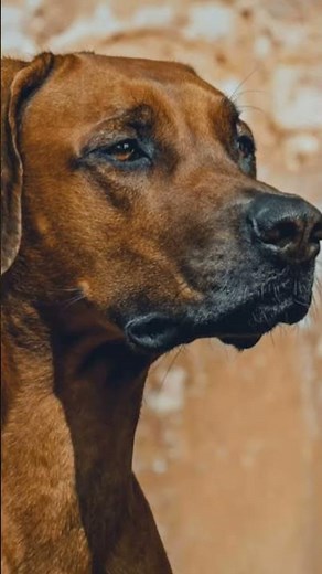 The Fascinating Traits of Rhodesian Ridgebacks (and Why They Matter)