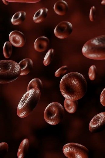 les globules rouges ( les hematies ou les erythrocyte )