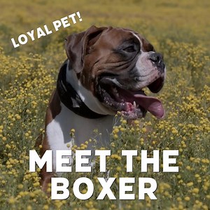 MEET THE BOXER : THE MOST LOYAL DOG OF ALL 🐕 | Dogumentary TV