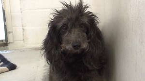 7.5K views · 499 reactions | RESCUED - moved to SAFE Album 02/21...