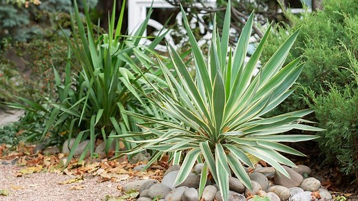 How To Plant, Prune And Propagate Yuccas - Bunnings Australia