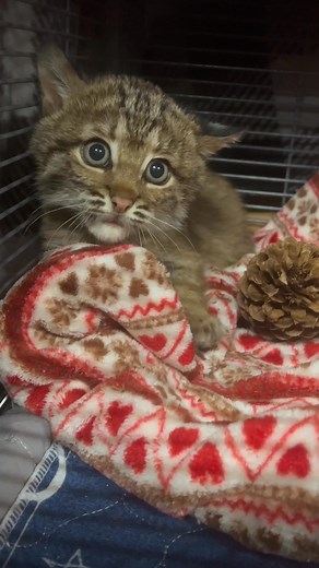 Our tiniest little firecracker... Under 2 lbs and already full of wild spirit. This little bobcat greets me with her best hisses & growls anytime I'm near her cage. She’s doing great, healthy as can be, and letting me know loud and clear she does NOT want to be friends. (Exactly how a wild bobcat should be!) | Geaux Wild Rehab