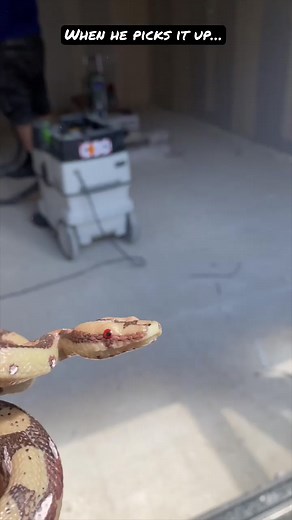 Hilarious Exploding Snake Prank - Laugh Out Loud!