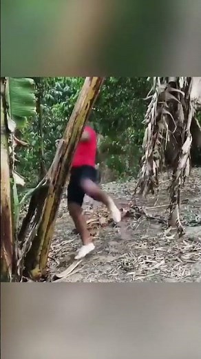 Amateur vs. trained professional 😂 Can YOU knock down a tree with a kick?