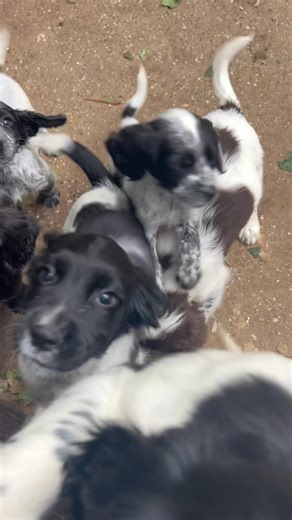 315K views · 4.9K reactions | The blue roan appearing.. | Uggeshall Spaniels - Breeding Working Springers, Cockers and Sprockers | Facebook