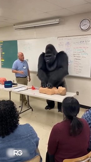 Gorilla Learning CPR 🦍 | Ron Gives