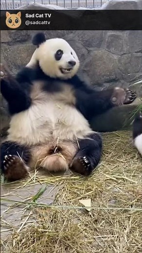 Baby Panda Sneezes... And the Mom’s Reaction Is Hilarious! 😂🐼