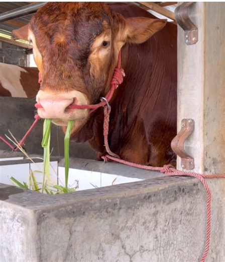 Kontes Sapi Raksasa Malia di Wonosobo